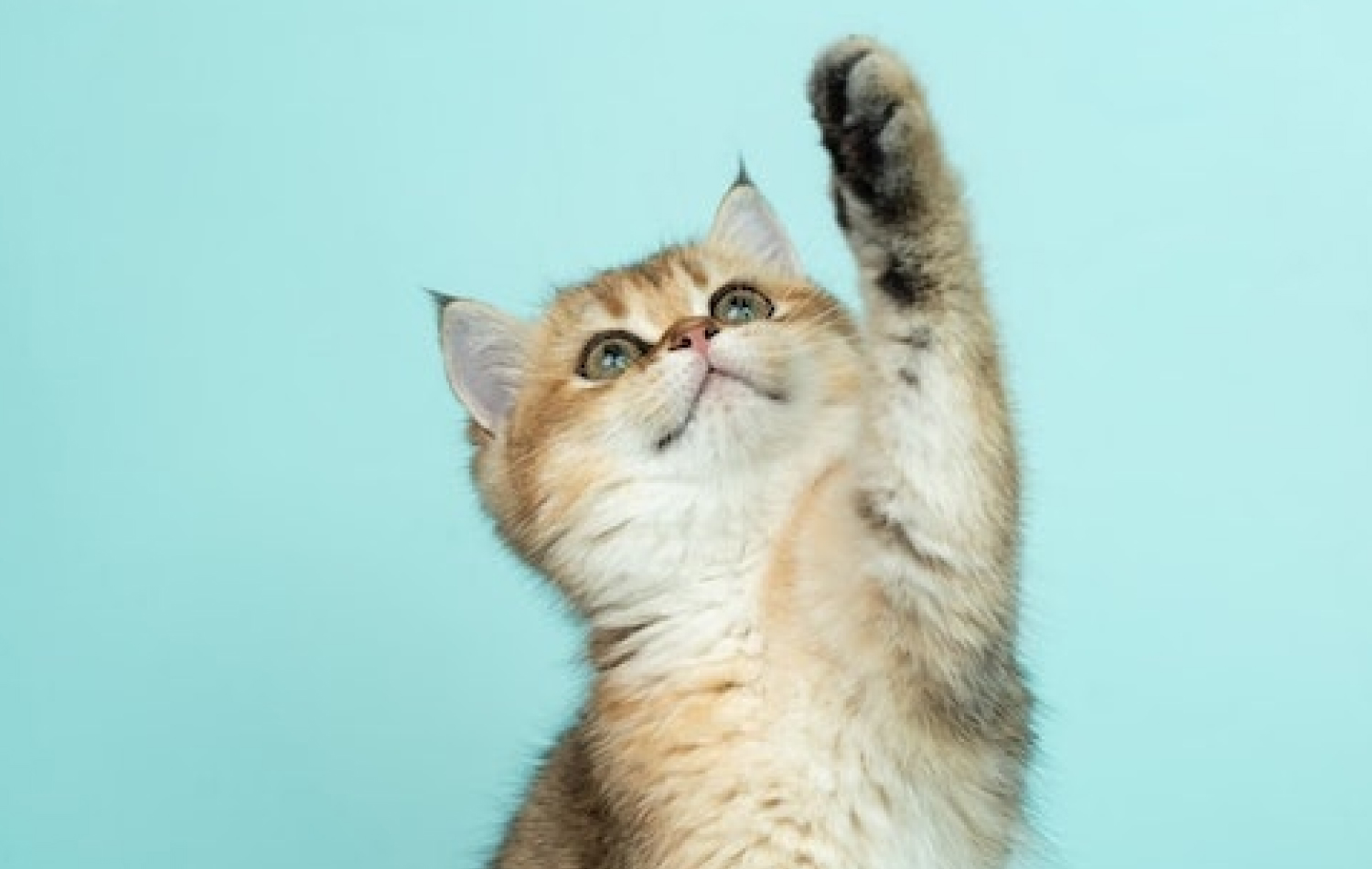 The Only CX that Matters (to Cats) - Sogolytics Blog